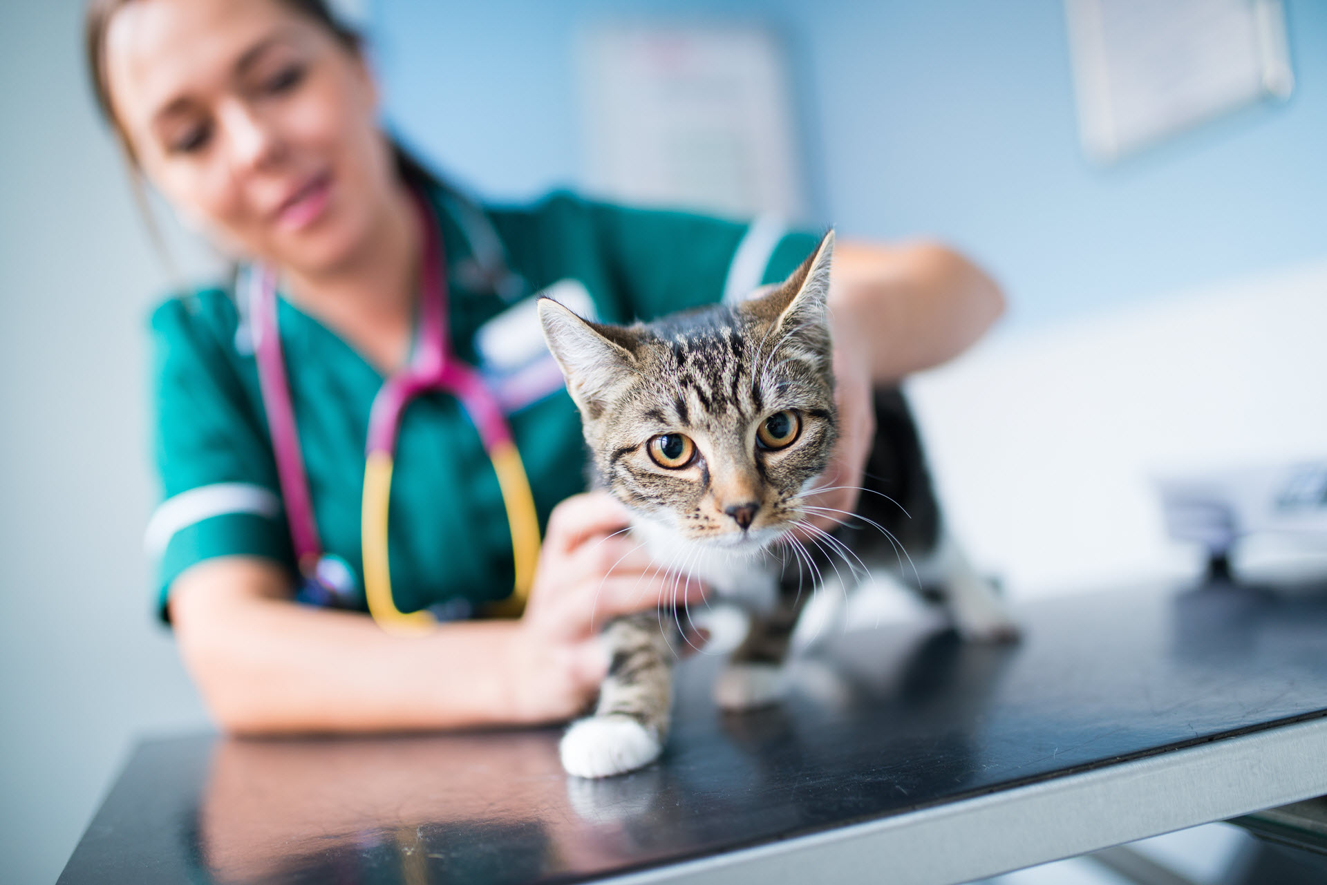 Blog - Goddard Vet Group