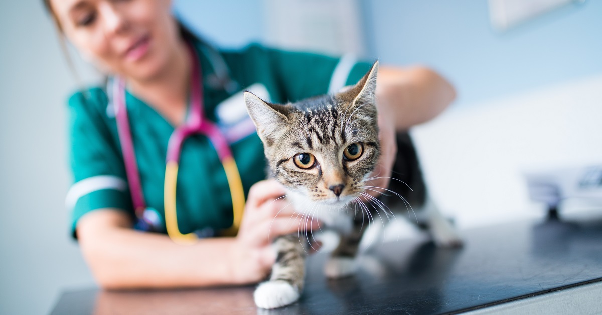 Our Veterinary Services - Goddard Vet Group