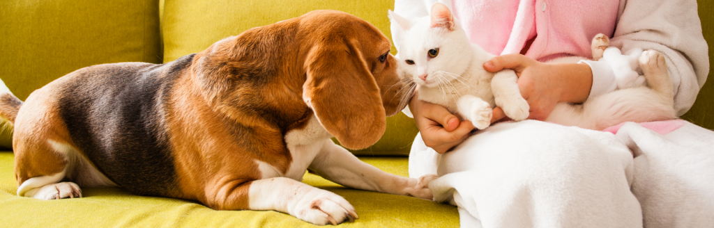 Pet Microchips - Goddard Veterinary Group