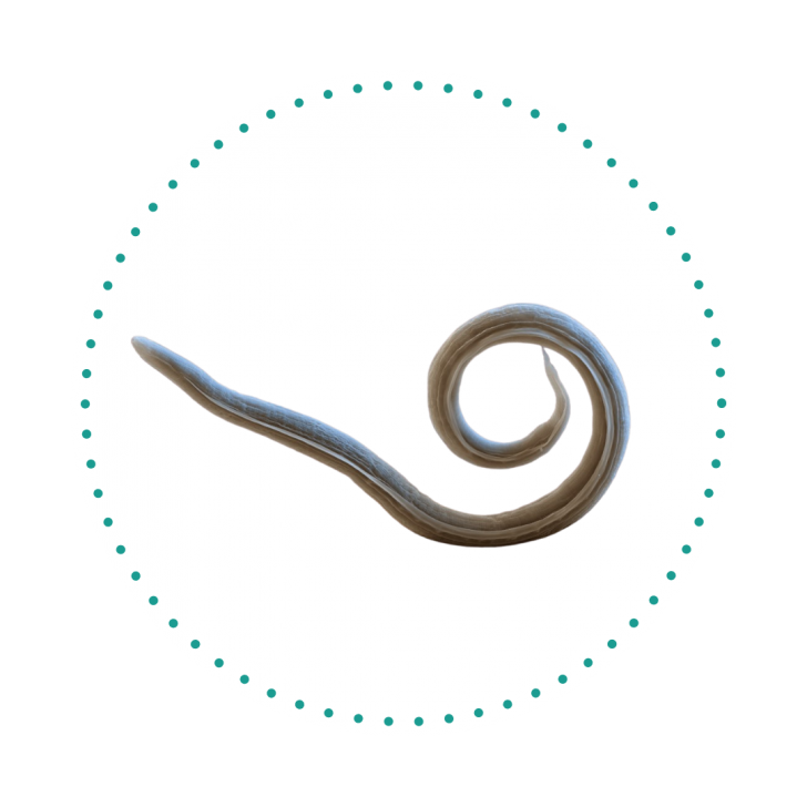 Flea and Worm Treatment - Goddard Veterinary Group