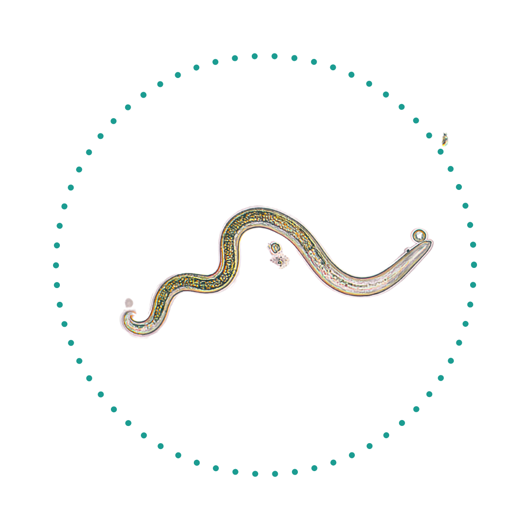 Flea and Worm Treatment - Goddard Veterinary Group