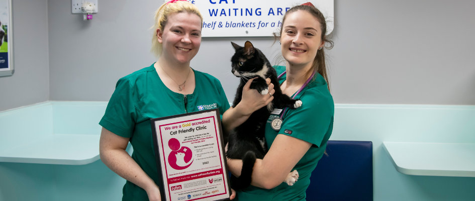 Our Mandeville Veterinary Hospital achieves top award for feline care ...