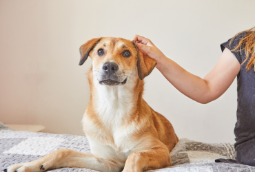A simple guide to applying ear drops to your dog - Goddard Veterinary Group