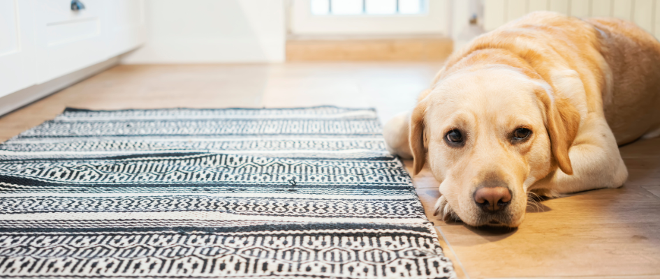 Vet Visit: Guide For Anxious Dogs - Goddard Veterinary Group